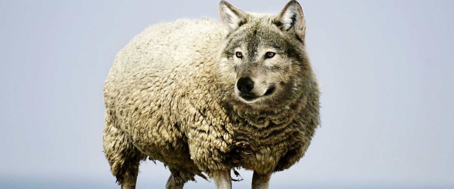 AI in functioneel beheer: kans of risico - IV experts